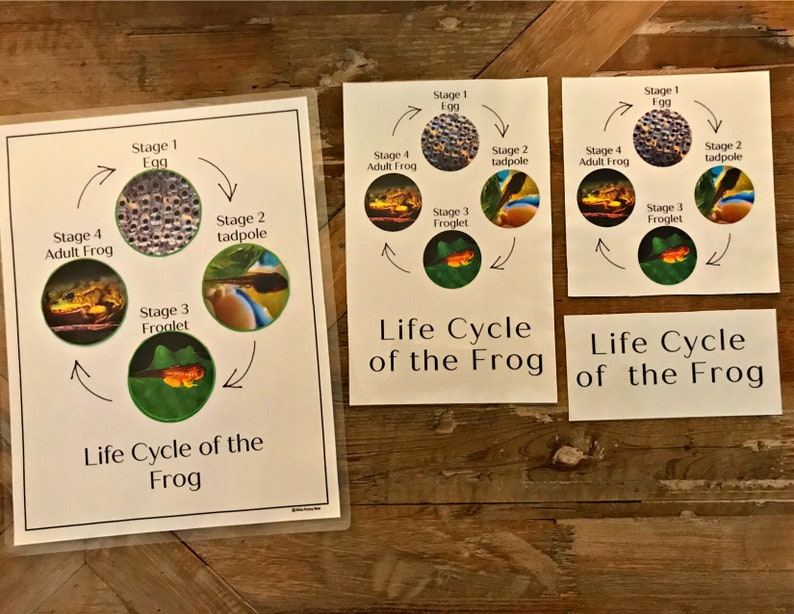 Life Cycle of a Frog | Frog Lifecycle | Three-part Cards | 4 Stages ...