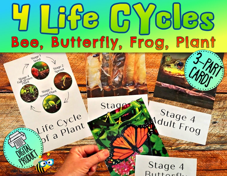 Life Cycle 3-part Cards Life Cycle of Bee Lifecycle of - Etsy