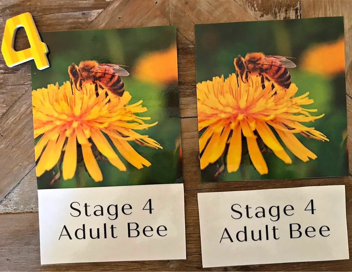 Life Cycle of a Honey Bee | Honey Bee | Three-part Cards | 4 Stages of ...