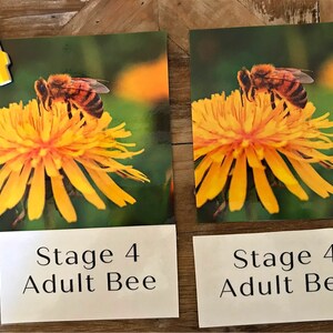 Life Cycle of a Honey Bee | Honey Bee | Three-part Cards | 4 Stages of ...