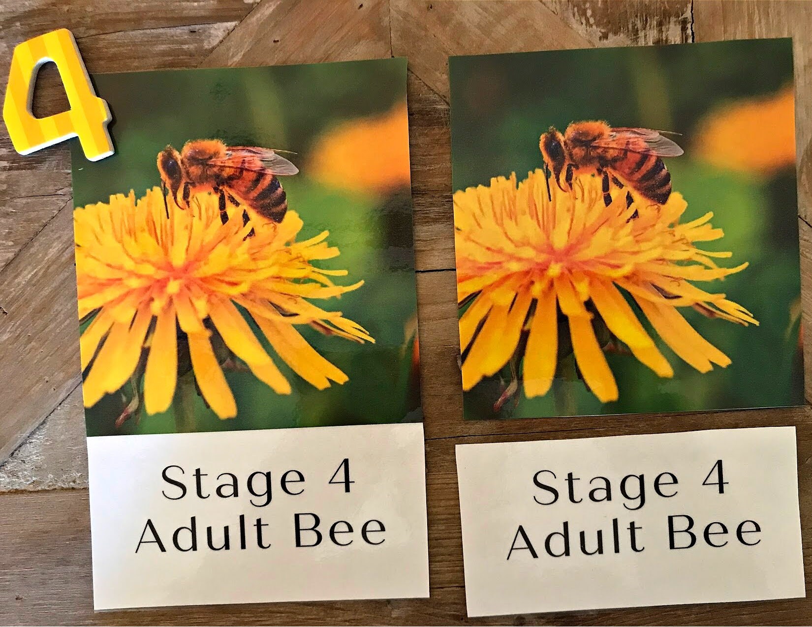 Life Cycle of a Honey Bee | Honey Bee | Three-part Cards | 4 Stages of ...