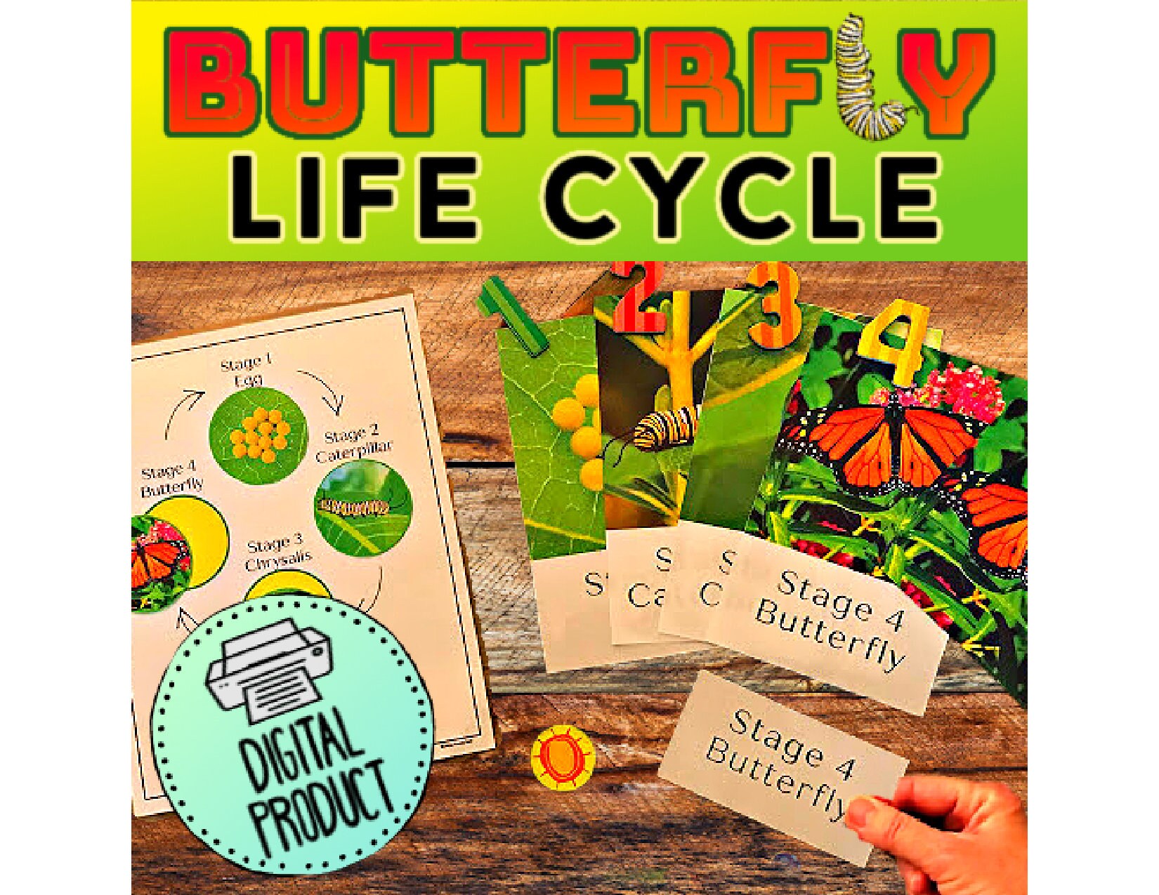 Life Cycle of a Butterfly | Butterfly | Three-part Cards | 4 Stages ...