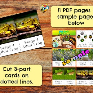 Life Cycle of a Frog | Frog Lifecycle | Three-part Cards | 4 Stages ...