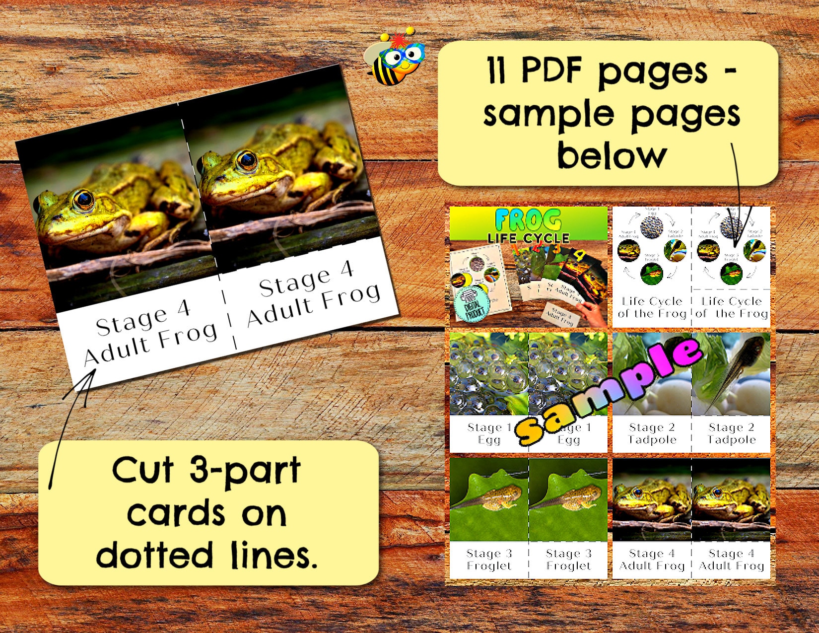 Life Cycle of a Frog | Frog Lifecycle | Three-part Cards | 4 Stages ...