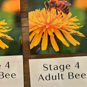 Life Cycle of a Honey Bee | Honey Bee | Three-part Cards | 4 Stages of ...