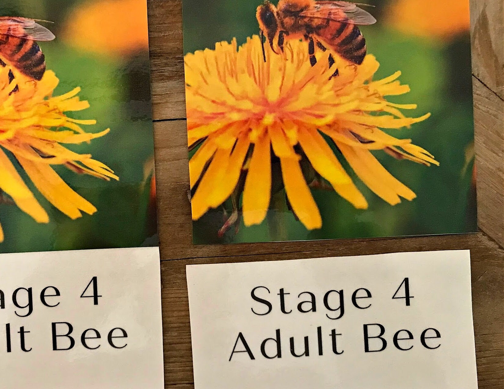 Life Cycle of a Honey Bee | Honey Bee | Three-part Cards | 4 Stages of ...