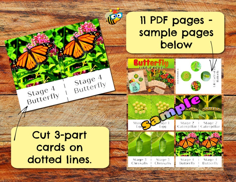 Life Cycle of a Butterfly | Butterfly | Three-part Cards | 4 Stages ...