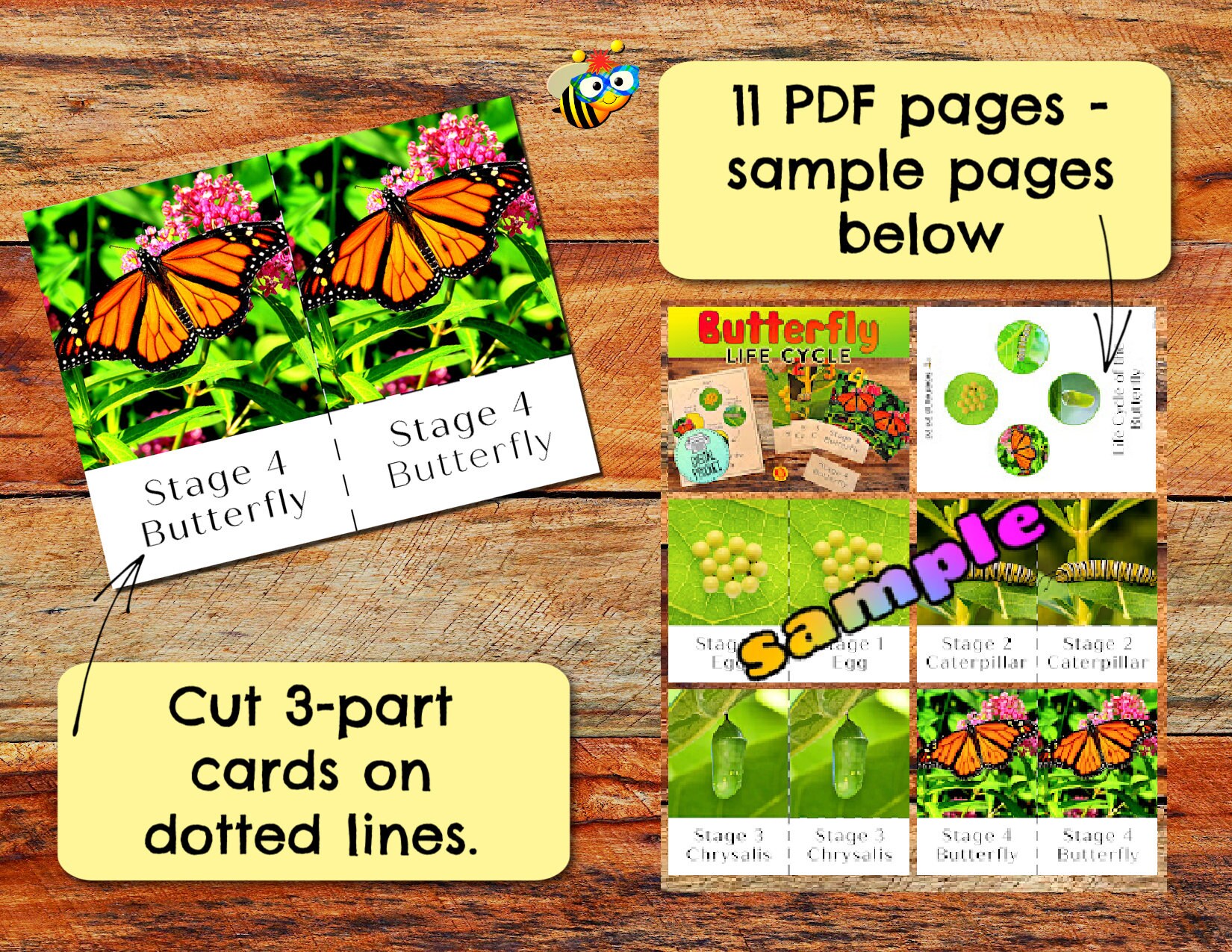 Life Cycle of a Butterfly | Butterfly | Three-part Cards | 4 Stages ...