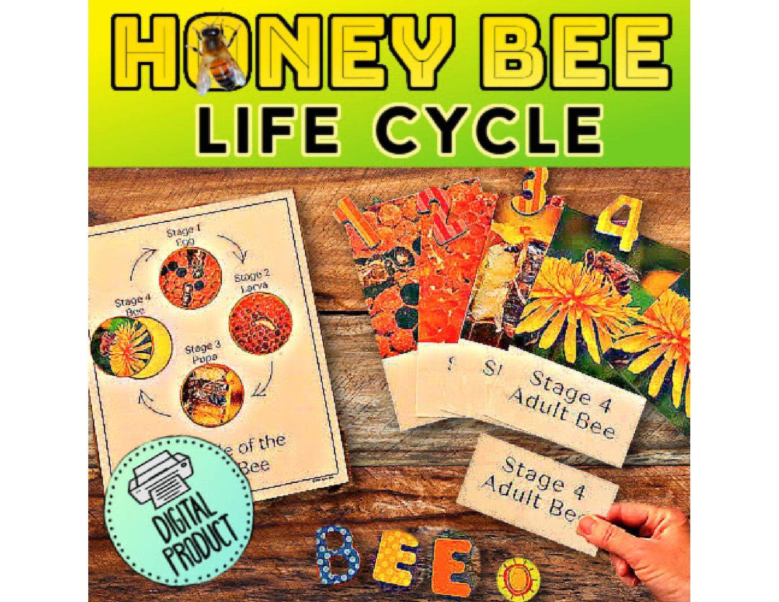 Life Cycle of a Honey Bee | Honey Bee | Three-part Cards | 4 Stages of ...