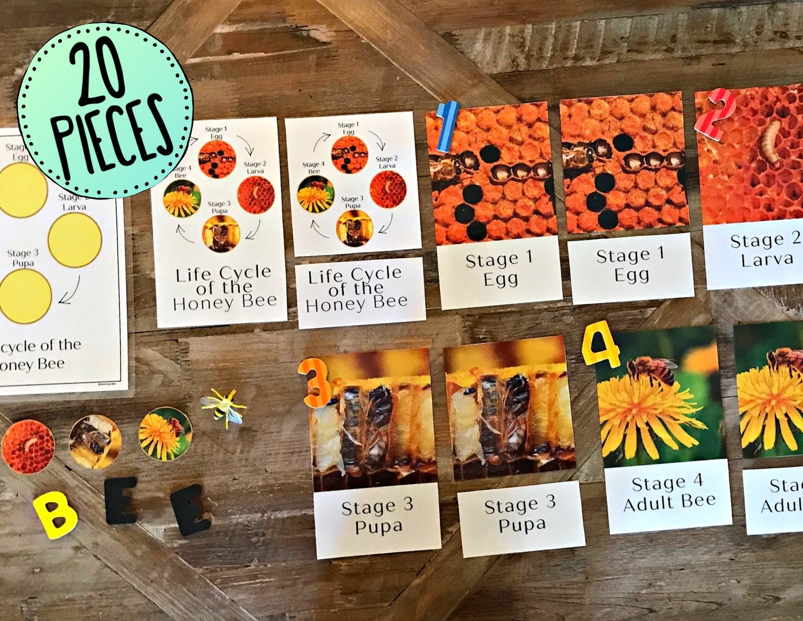 Life Cycle 3-part Cards Life Cycle of Bee Lifecycle of Butterfly Life ...