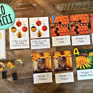 Life Cycle 3-part Cards | Life Cycle of Bee | Lifecycle of Butterfly ...
