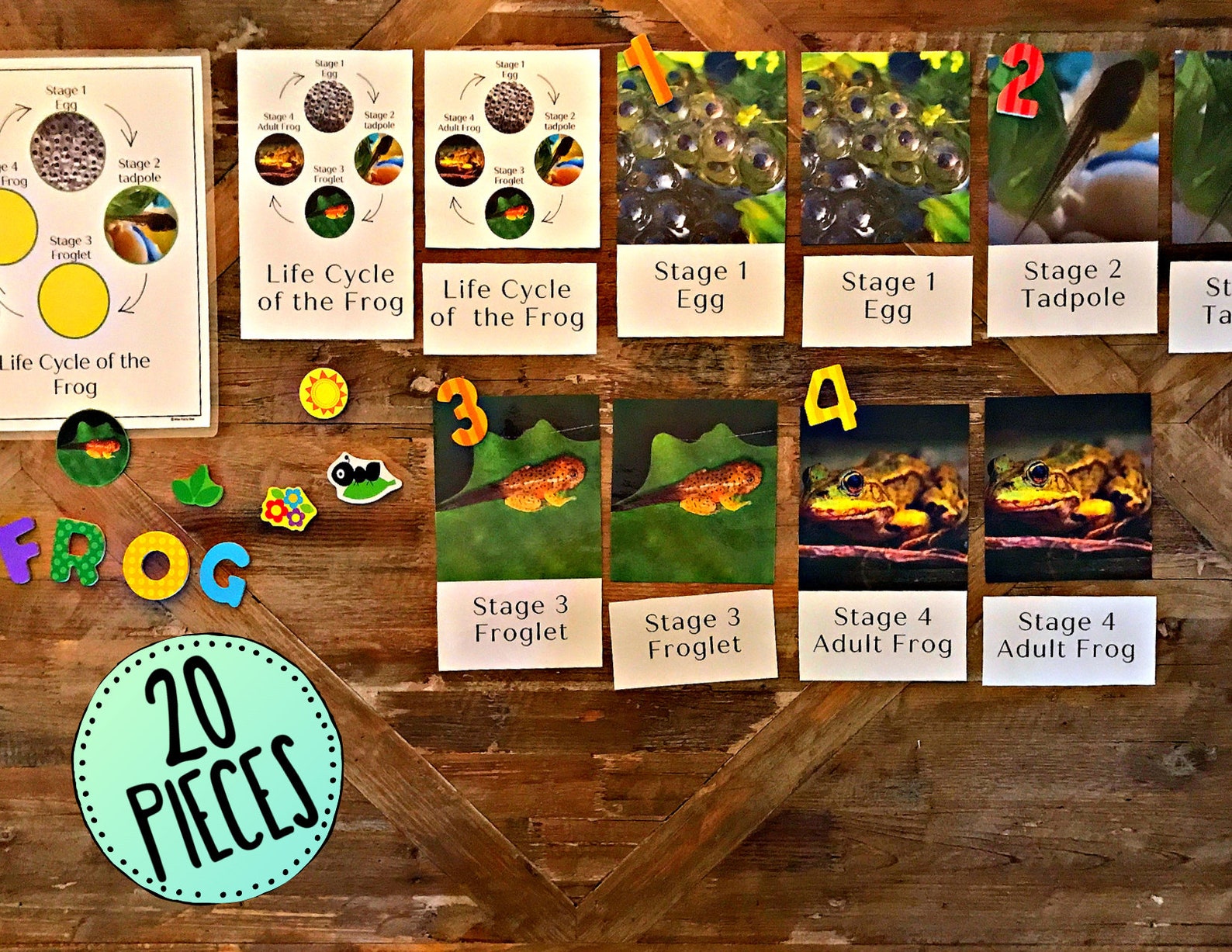 Life Cycle of a Frog | Frog Lifecycle | Three-part Cards | 4 Stages ...