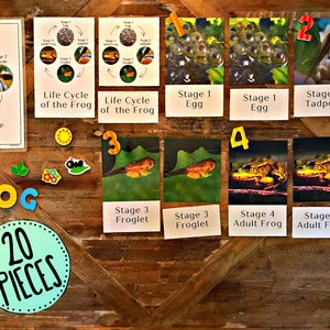 Life Cycle of a Frog | Frog Lifecycle | Three-part Cards | 4 Stages ...