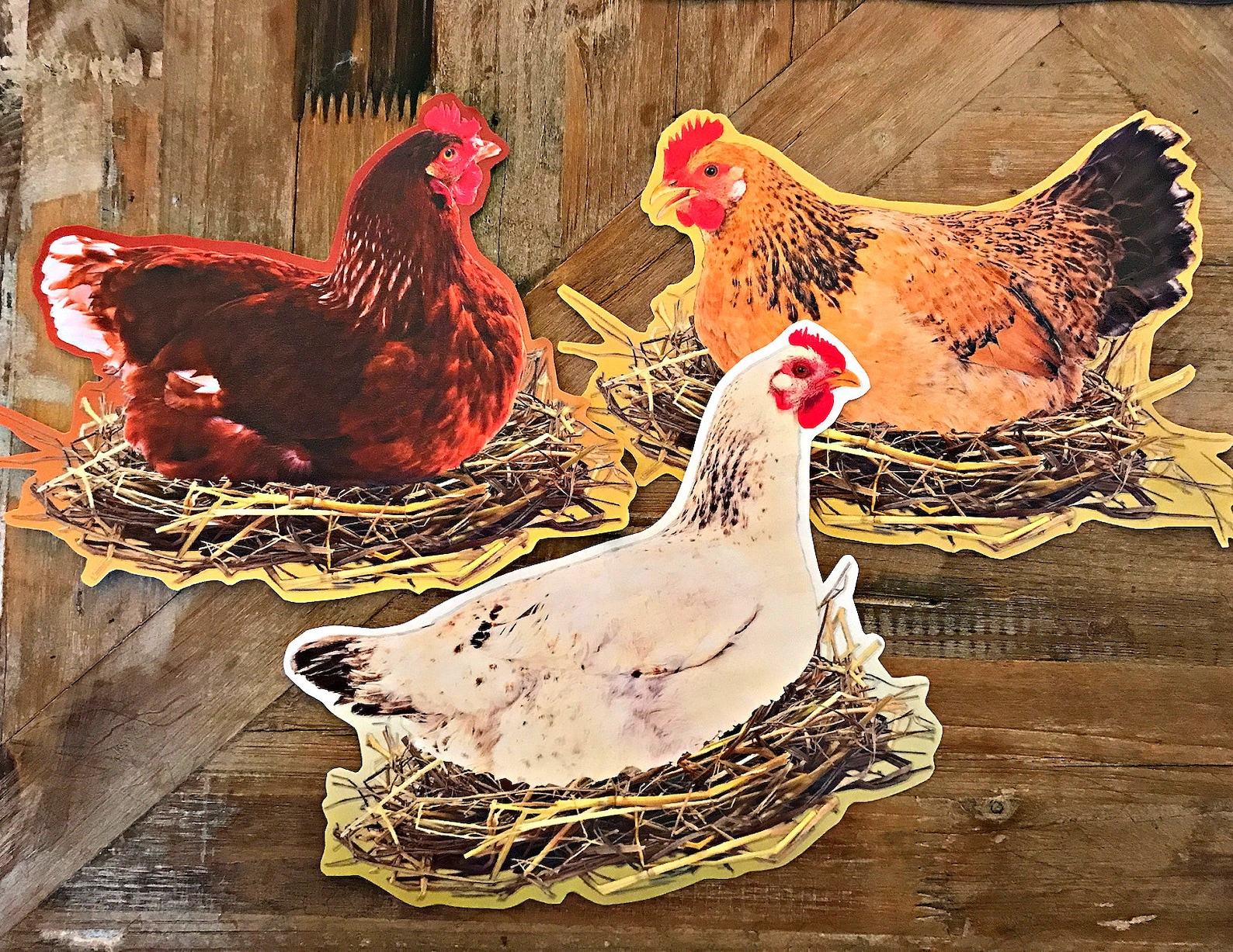 Dramatic Play Farm Chicken Life Cycle Life Cycle Chicken Farm Activity ...