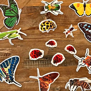 Bug Collector Dramatic Play | Bug Activity | Pretend Play | Bug ...