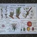 Vintage MDI School Poster: the Cherry Tree, Rosaceae - the Carrot ...