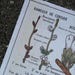 Vintage MDI School Poster: the Cherry Tree, Rosaceae - the Carrot ...