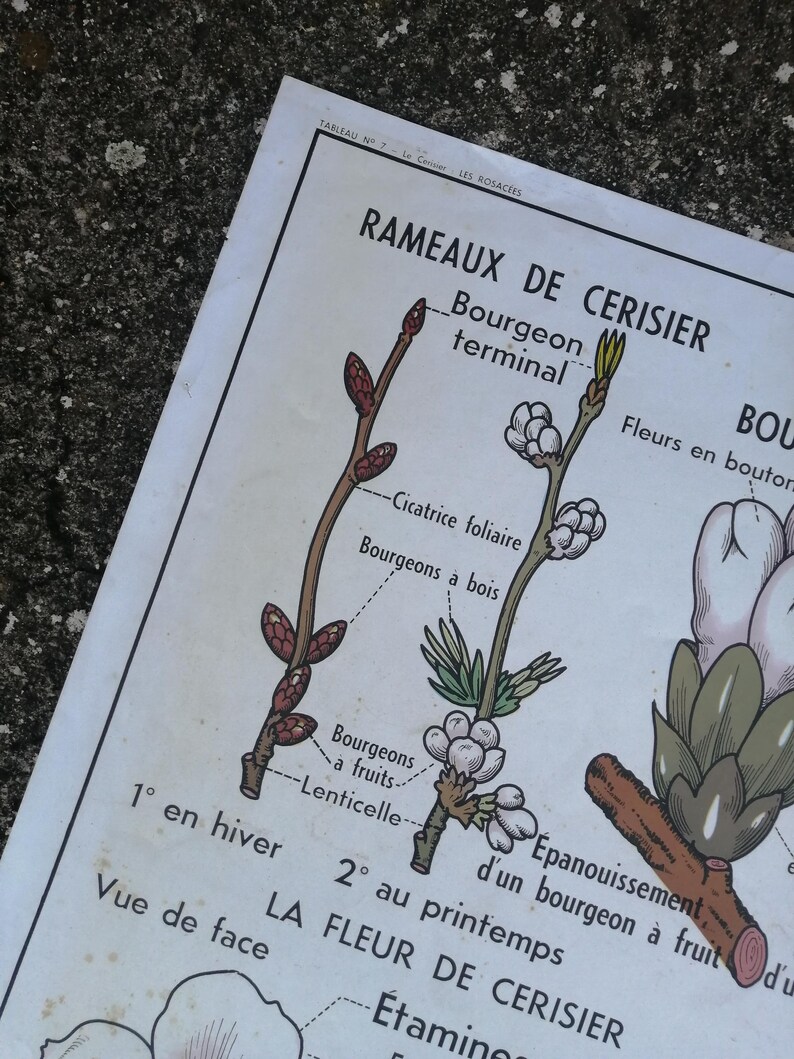 Vintage MDI School Poster: the Cherry Tree, Rosaceae - the Carrot ...