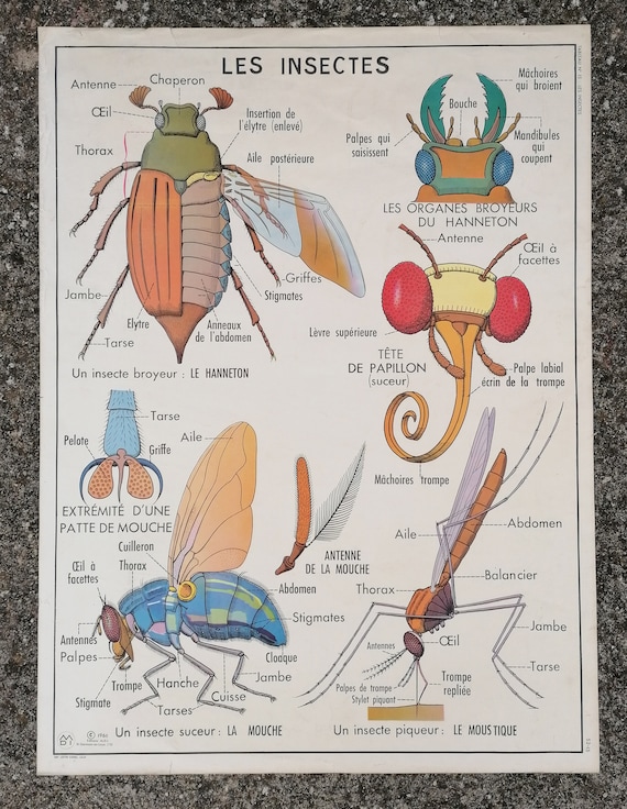 Labeled Insect Diagram