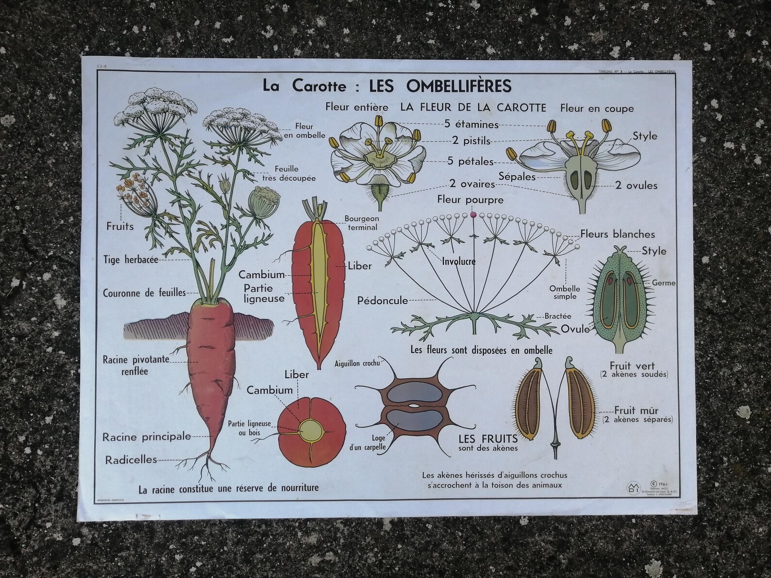 Vintage MDI School Poster: the Cherry Tree, Rosaceae - the Carrot ...
