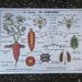 Vintage MDI School Poster: the Cherry Tree, Rosaceae - the Carrot ...
