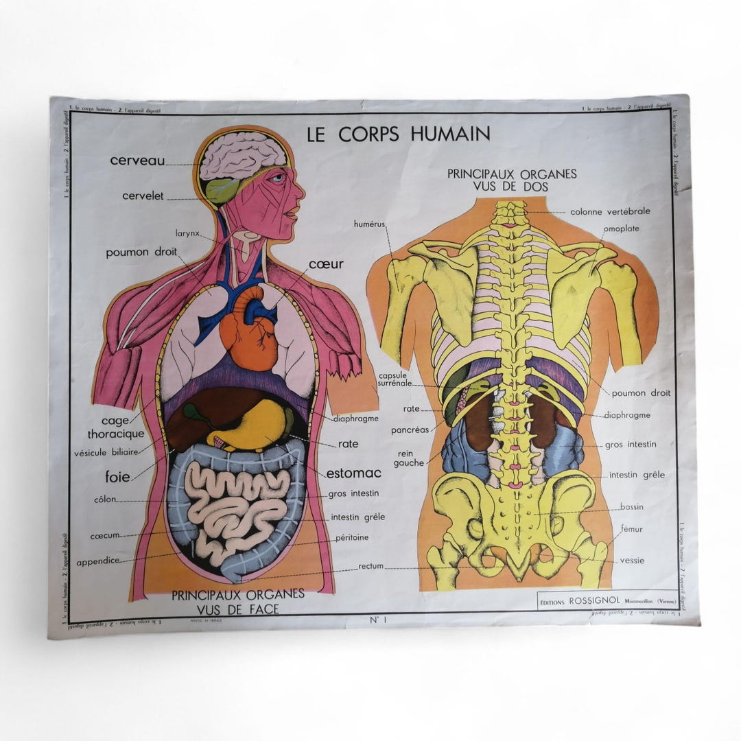Rossignol School Poster N1 Human Body / N2 Digestive System / Original ...