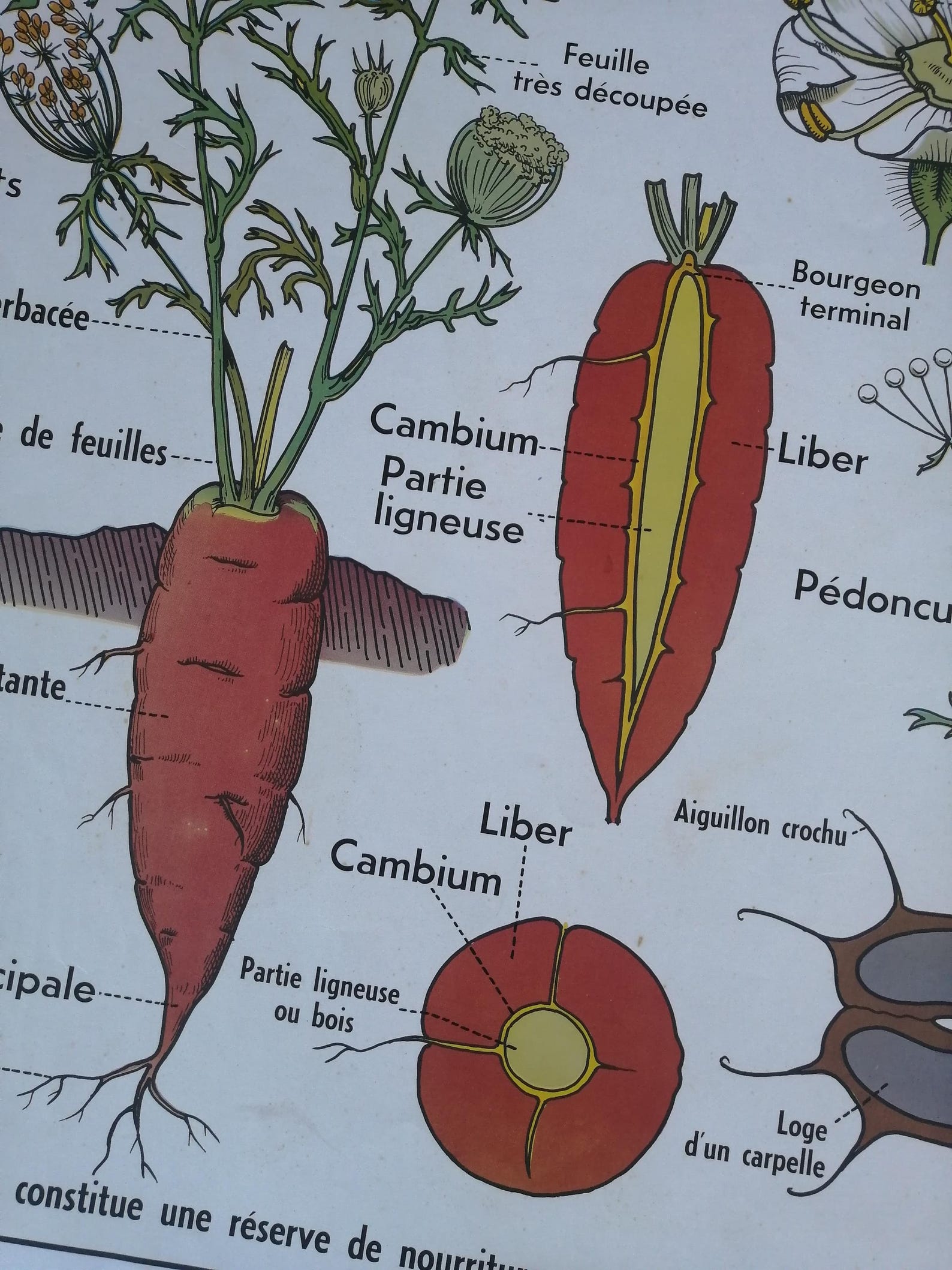 Vintage MDI School Poster: the Cherry Tree, Rosaceae - the Carrot ...