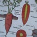 Vintage MDI School Poster: the Cherry Tree, Rosaceae - the Carrot ...
