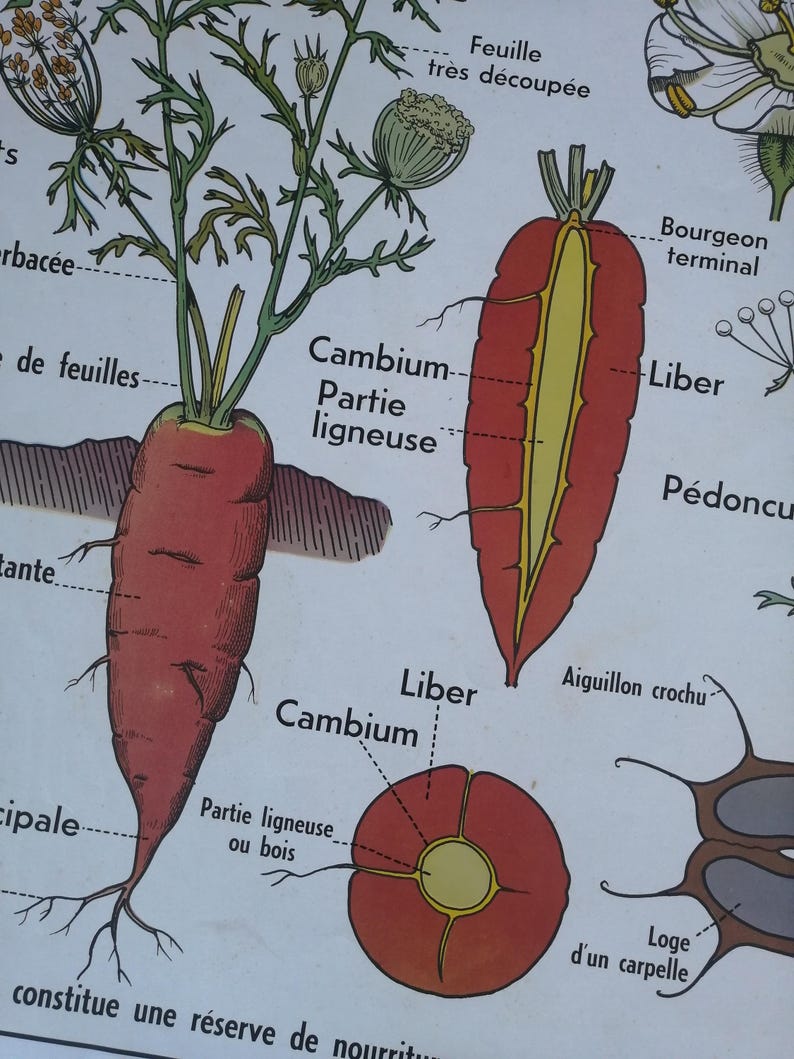 Vintage MDI School Poster: the Cherry Tree, Rosaceae - the Carrot ...