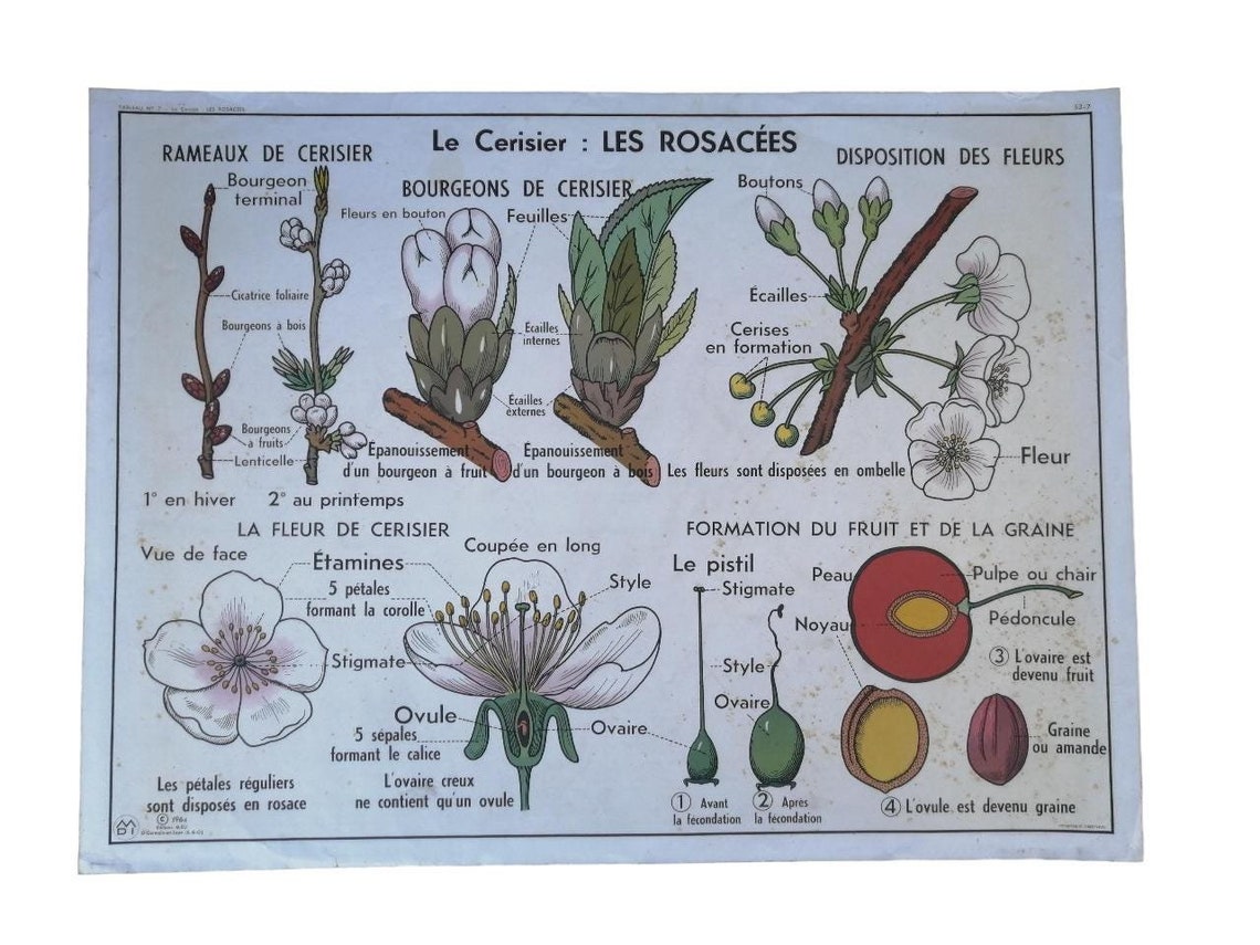 Vintage MDI School Poster: the Cherry Tree, Rosaceae - the Carrot ...
