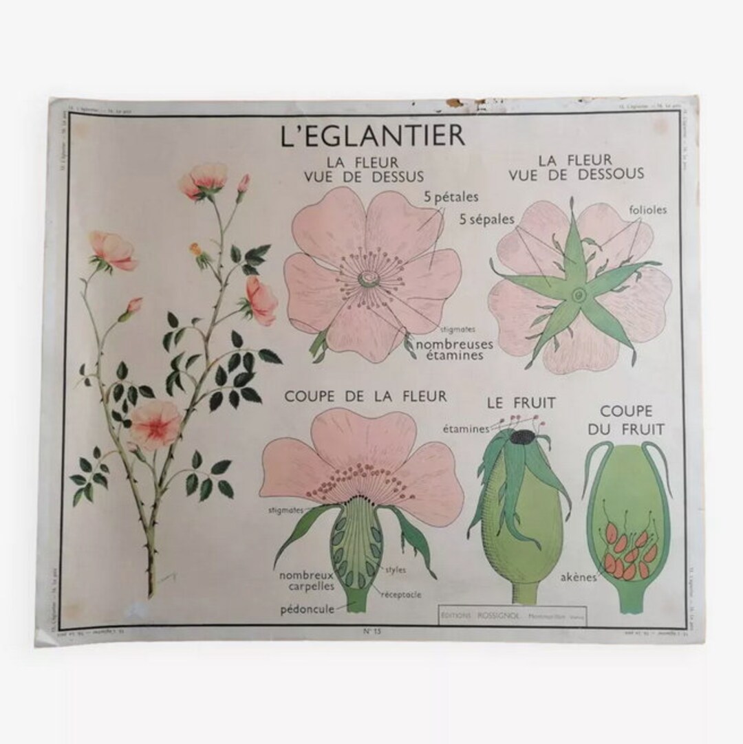 Old ROSSIGNOL Botanical Poster the Rosehip-the Pea / Original Poster ...