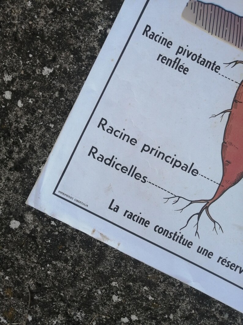 Vintage MDI School Poster: the Cherry Tree, Rosaceae - the Carrot ...