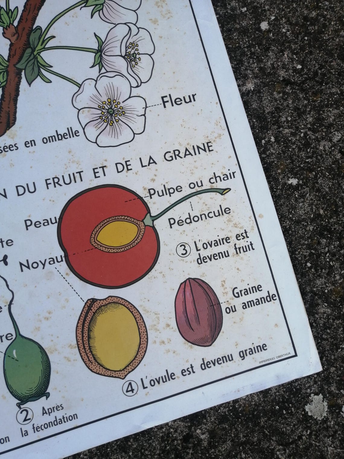 Vintage MDI School Poster: the Cherry Tree, Rosaceae - the Carrot ...