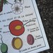 Vintage MDI School Poster: the Cherry Tree, Rosaceae - the Carrot ...