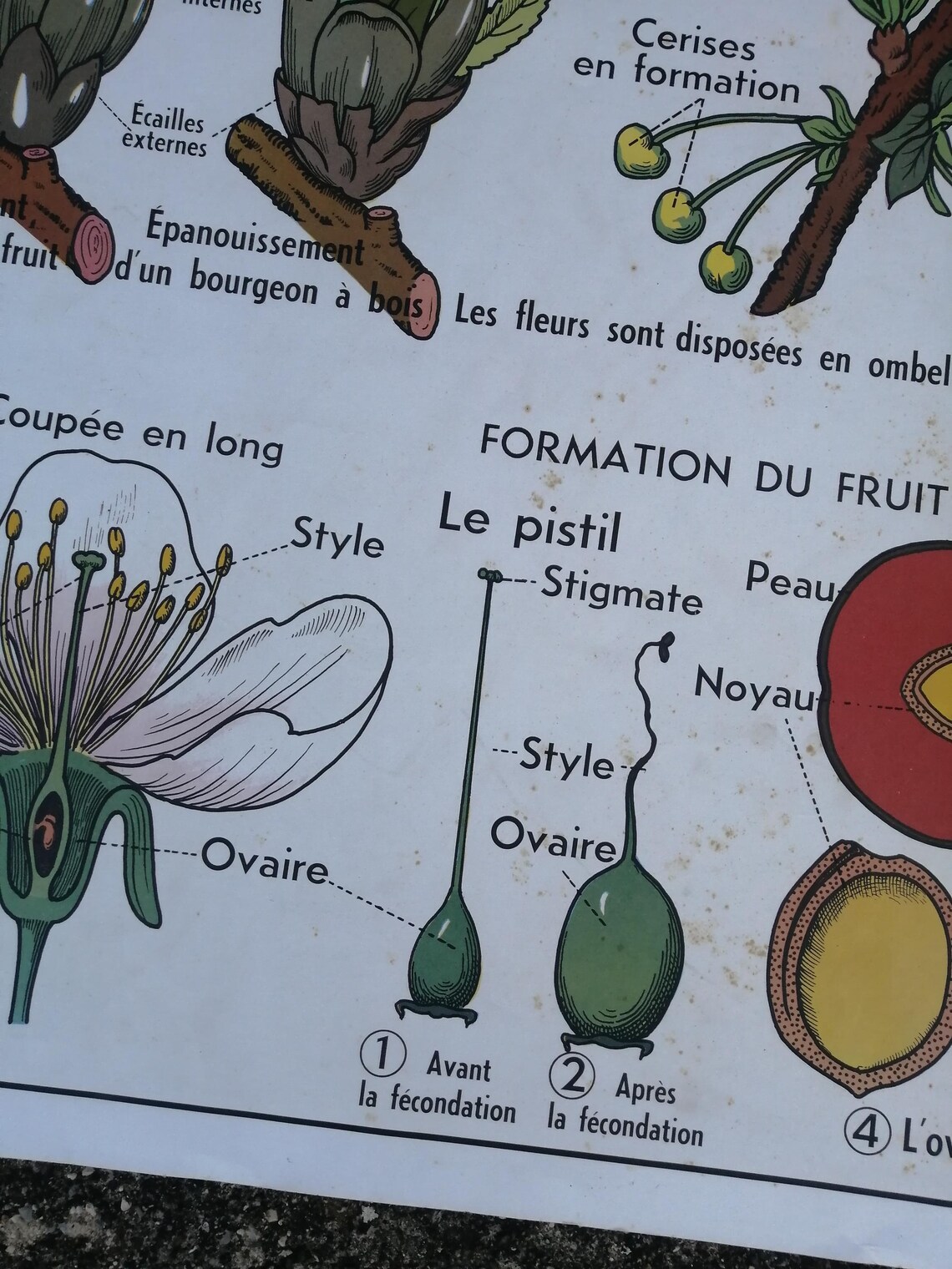 Vintage MDI School Poster: the Cherry Tree, Rosaceae - the Carrot ...