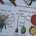 Vintage MDI School Poster: the Cherry Tree, Rosaceae - the Carrot ...