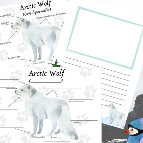 Brown Bear Anatomy Pack - Etsy