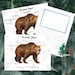 Brown Bear Anatomy Pack - Etsy