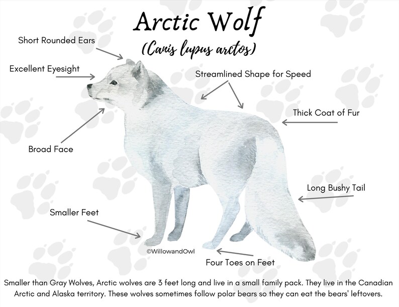 Arctic Wolf Anatomy Pack | Homeschool Anatomy Set Learning Printable - Etsy