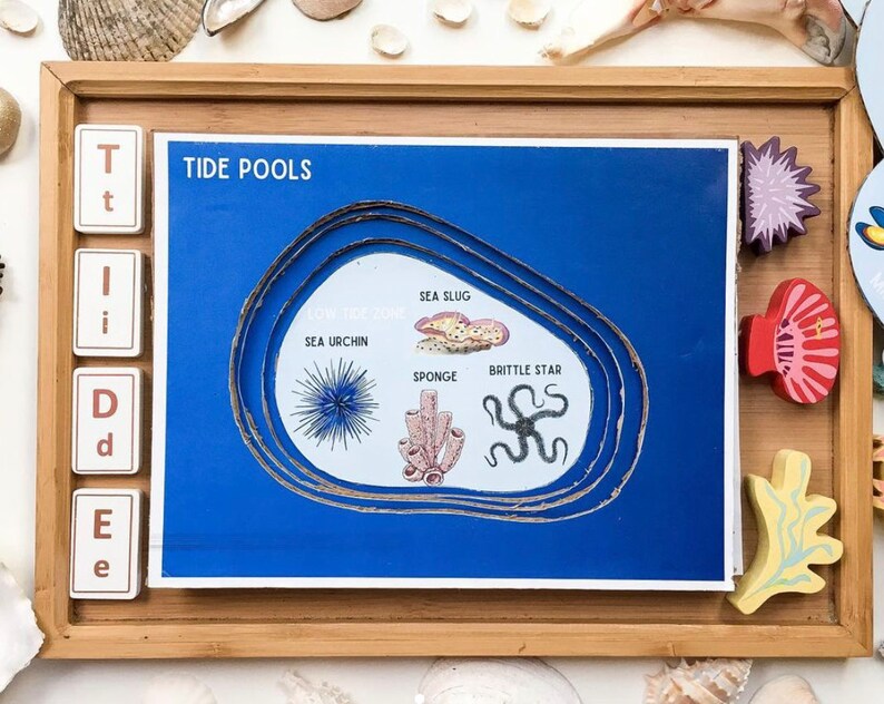 Summer Unit Study Bundle: Beaches Lighthouses & Tide Pools - Etsy