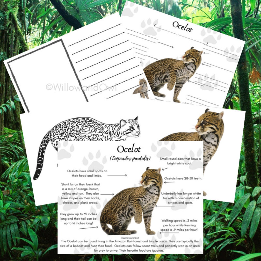 Ocelot Rainforest Animal Anatomy Pack for Amazon Study | Homeschool ...