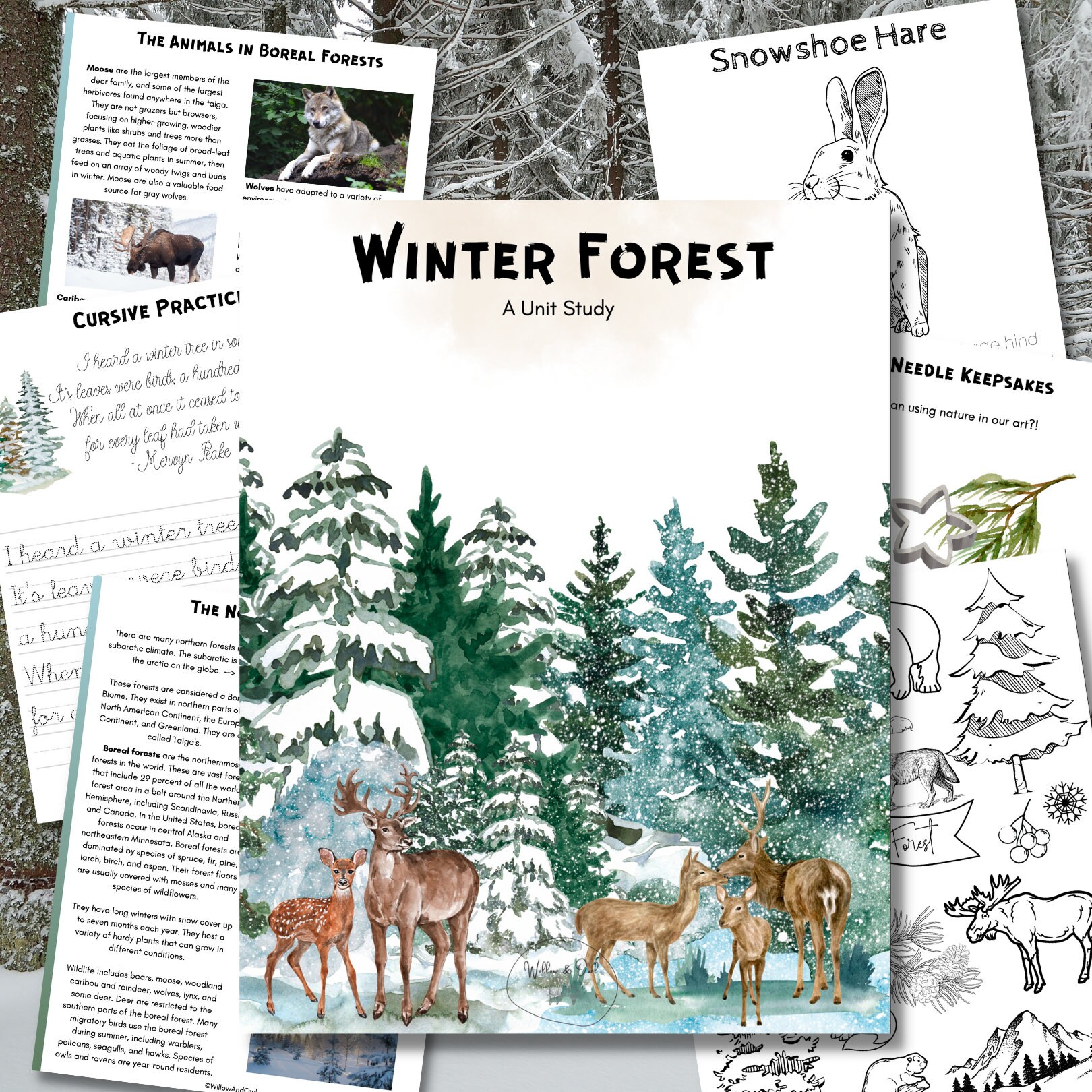 Arctic Temperate Forest Coloring Pages