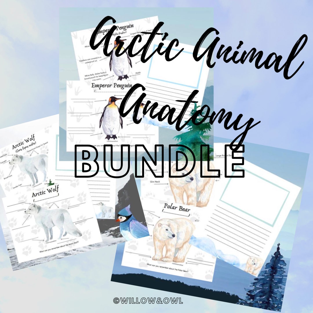 Arctic Animal Anatomy Bundle With Penguin, Polar Bear, & Wolf - Etsy