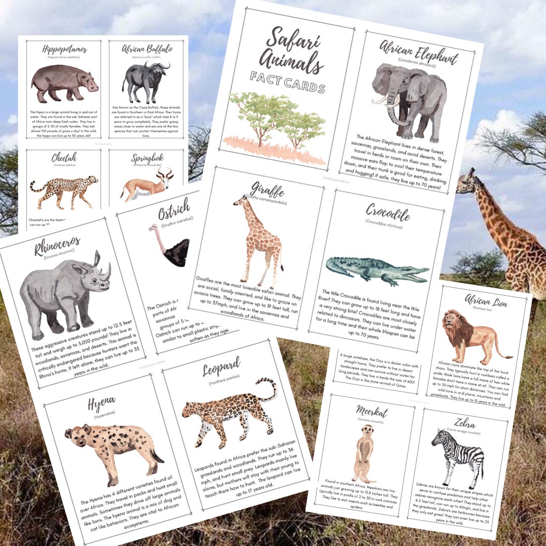 Safari Animals Story Cards - Etsy