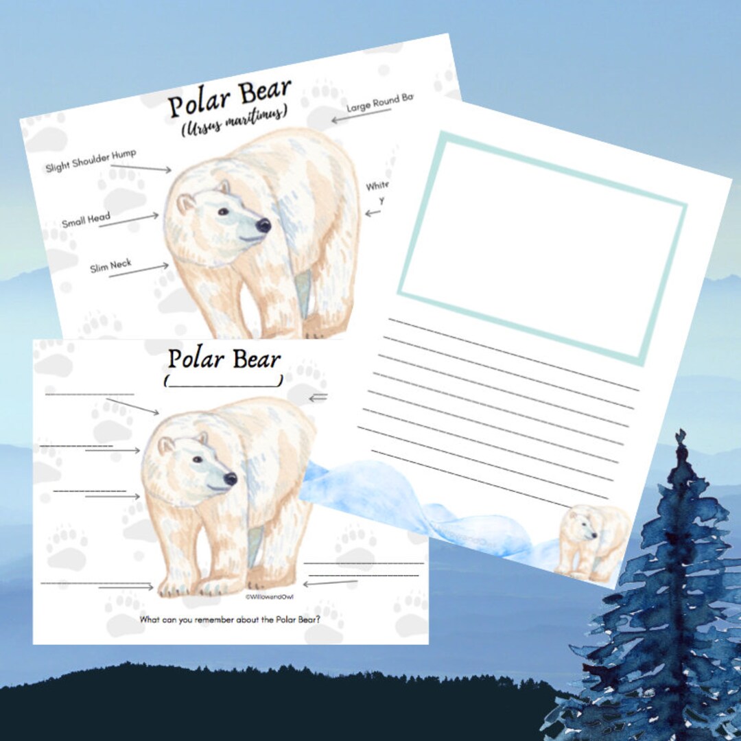 Polar Bear Anatomy Pack - Etsy