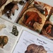 Brown Bear Anatomy Pack - Etsy