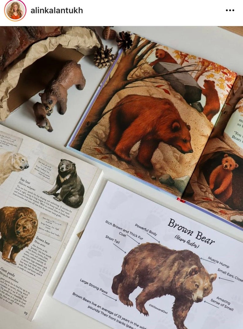 Brown Bear Anatomy Pack - Etsy