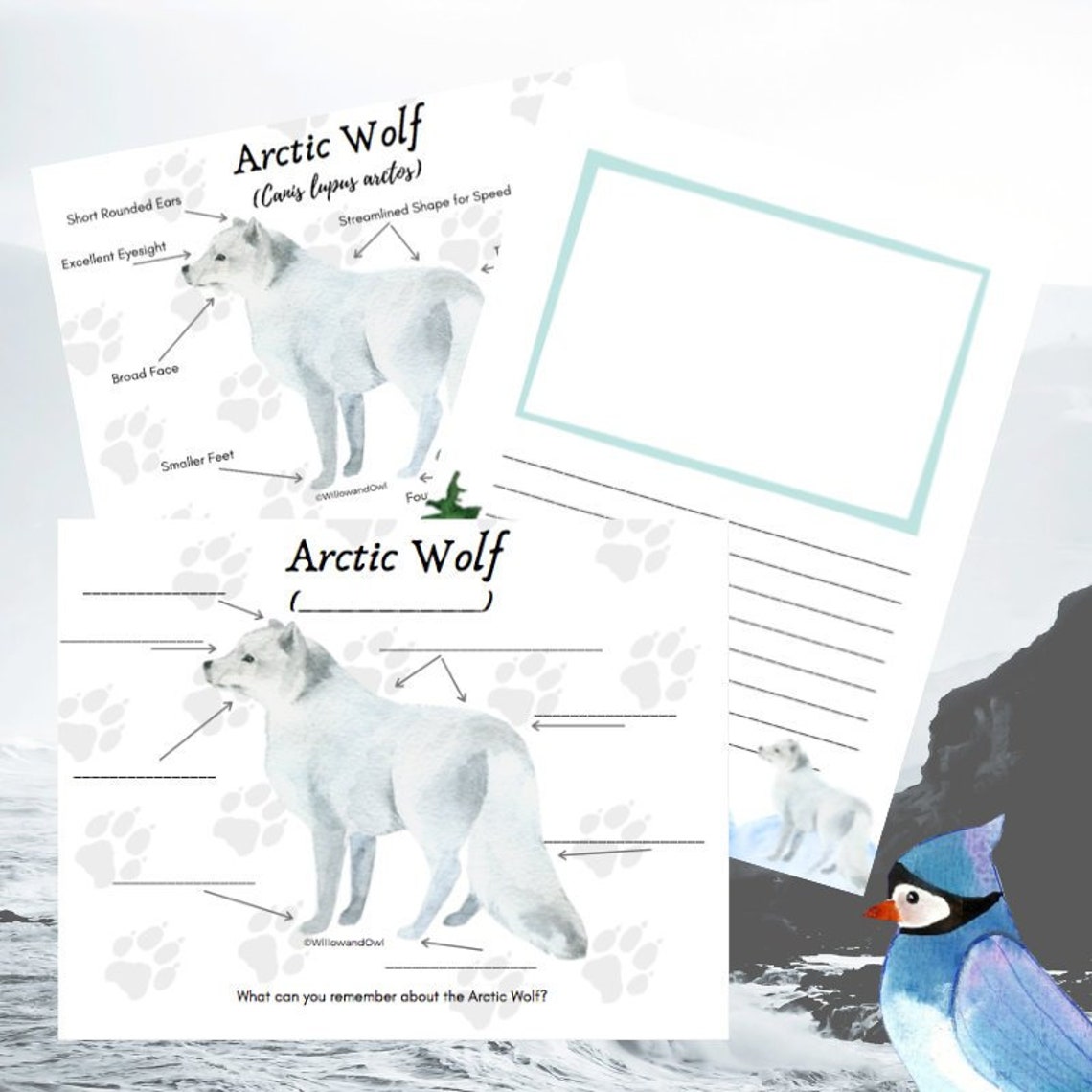 Arctic Wolf Anatomy Pack - Etsy