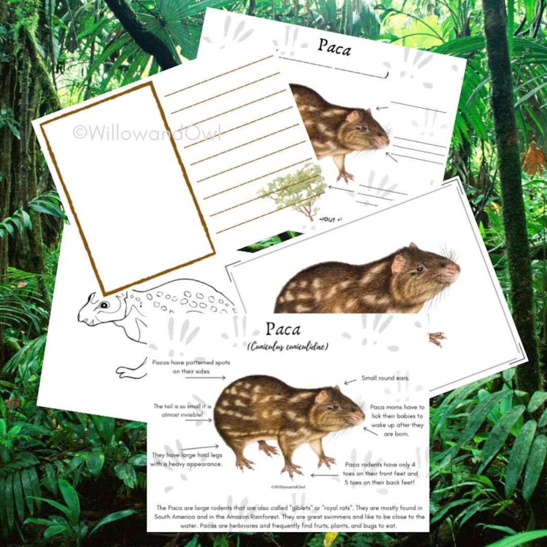 Paca Rainforest Animal Anatomy Pack for Amazon Study - Etsy