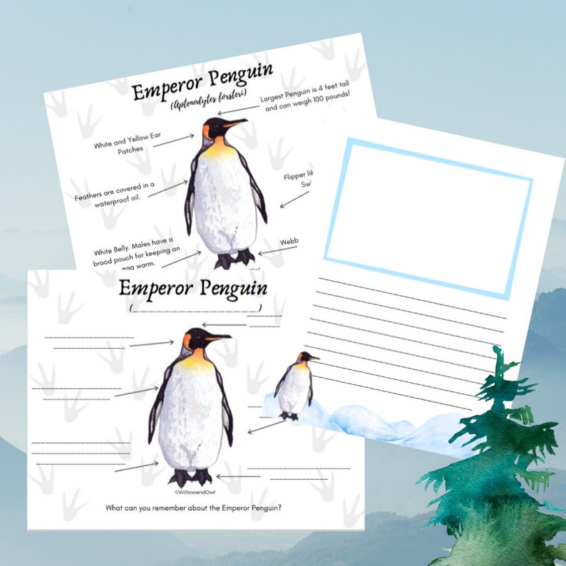 Emperor Penguin Anatomy Pack - Etsy